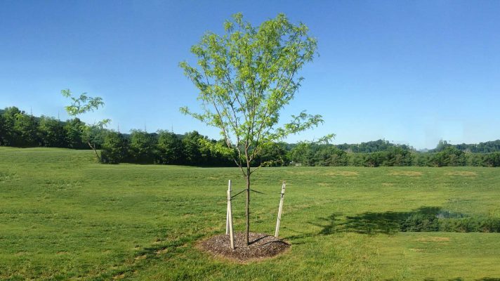 Guying a Tree Has Consequences | Shelly Palmer