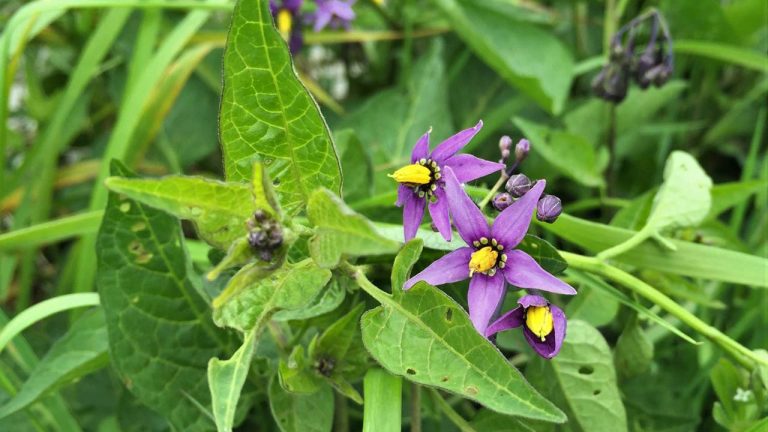 Nightshade: Poison Pictures That Trick AI | Shelly Palmer